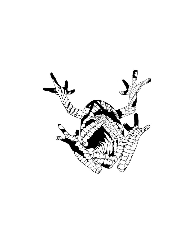 Fern Frog Clip Art - Etsy