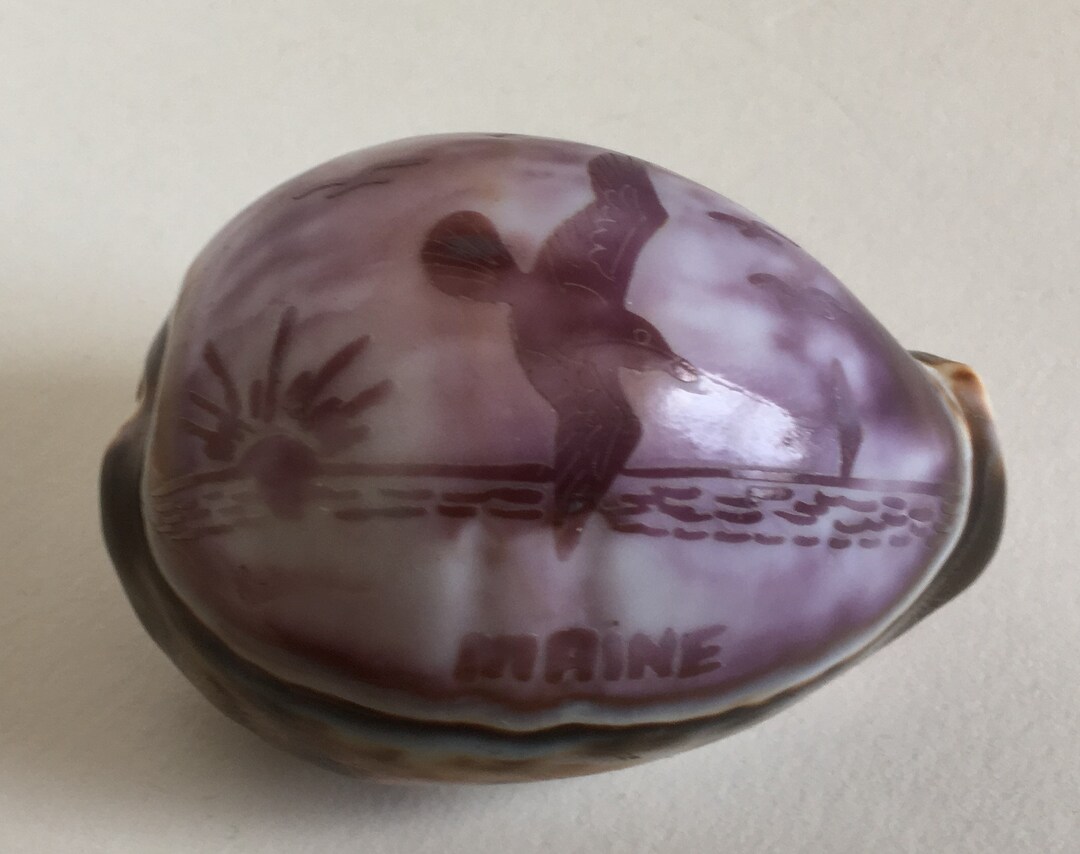 Vintage Carved Cowrie Shell -- Souvenir of Maine - Etsy