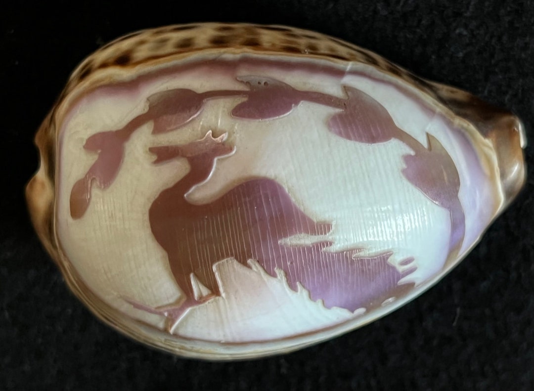 Vintage 1970s Carved Cowrie Shell of a Peacock Under a Tree Bough - Etsy