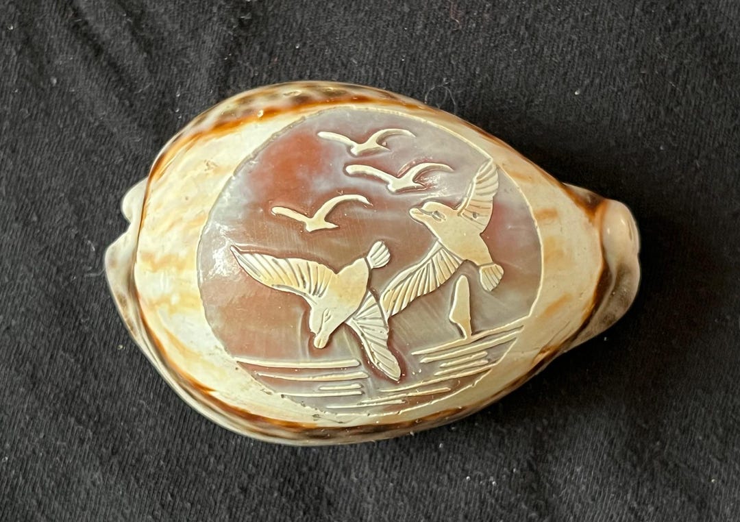 Vintage Carved Cowrie Shell of Seagulls Flying Over the Water - Etsy
