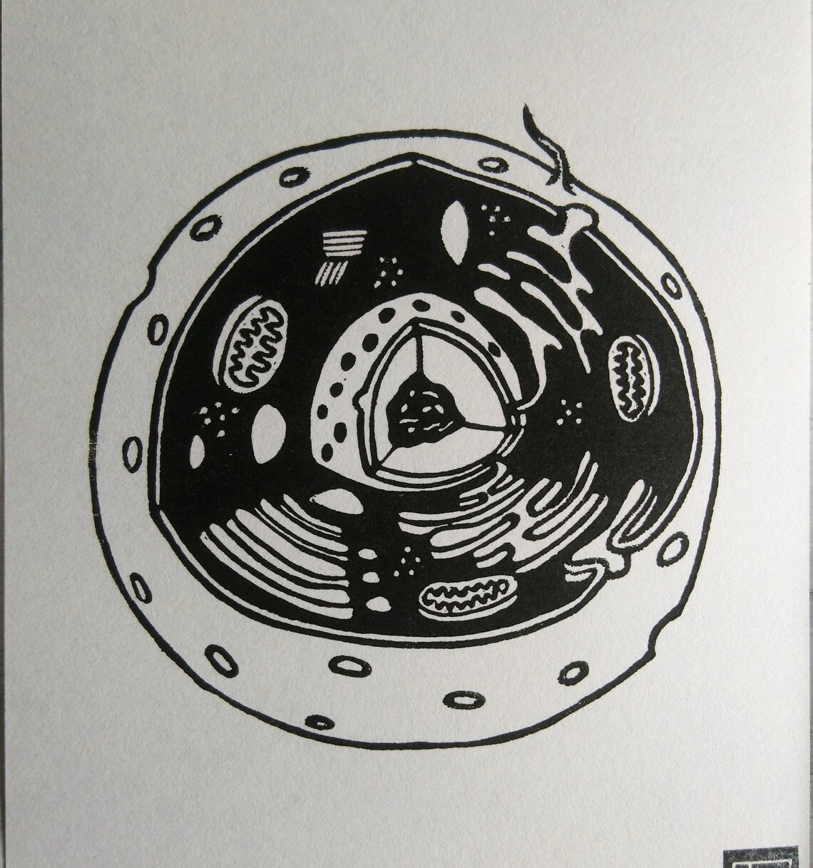 Plant and Animal Cell Original Linocut // Biology Linoprint | Etsy