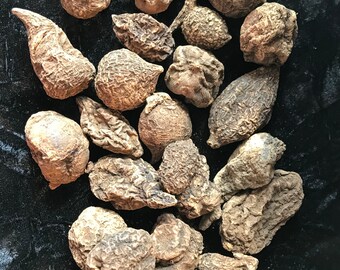 High John the Conqueror Root - Etsy