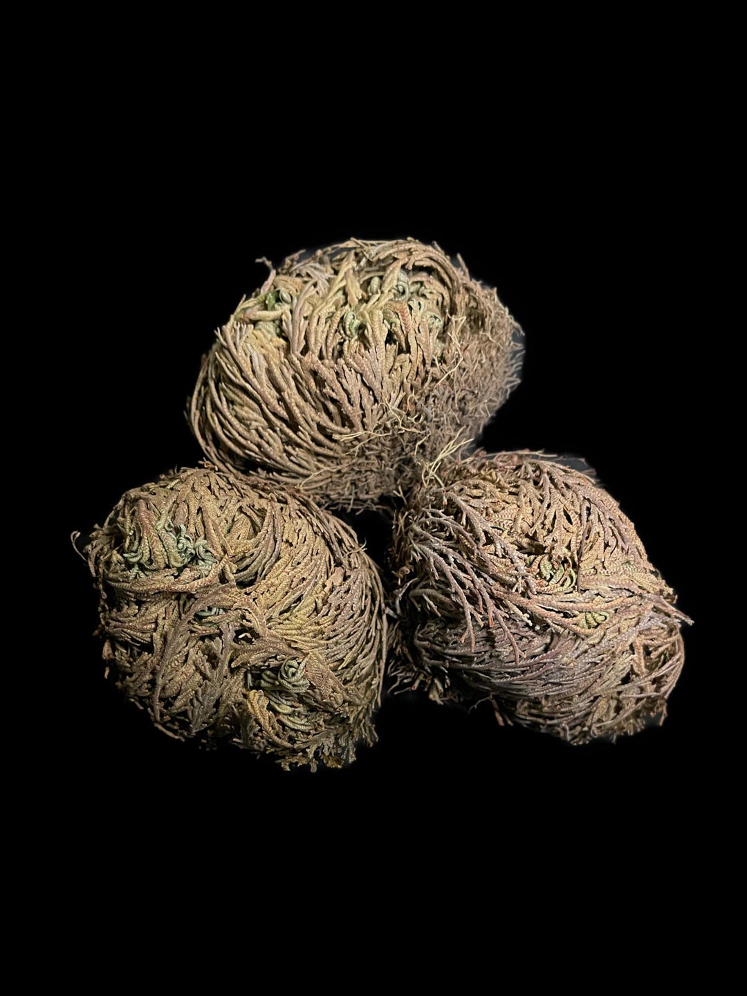 Rose of Jericho (resurrection Flower) - Etsy