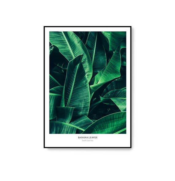 Banana Leaves Plant Poster Leaves Photography Leaves | Etsy