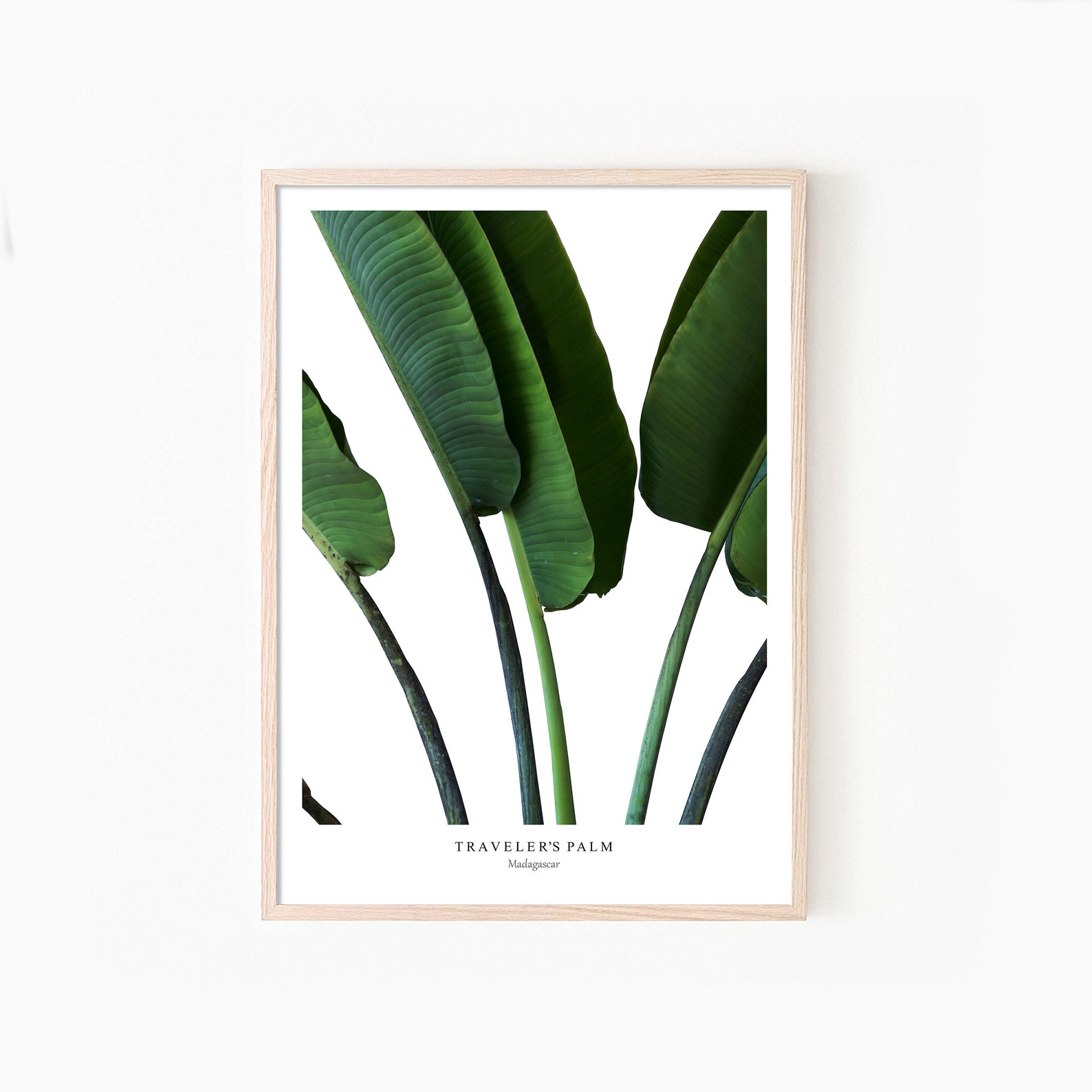 Banana Leaves Poster Banana Leaf Plant poster Leaves | Etsy