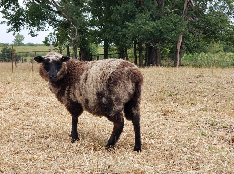 Sheep Shaped Soap | Etsy