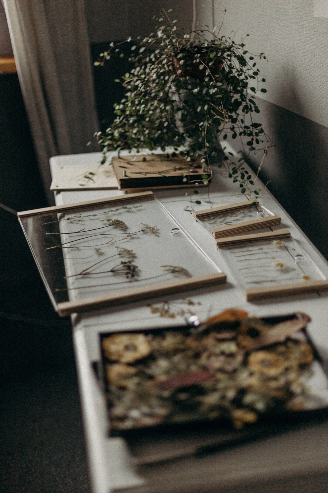 XS-XL Pressed Flower Frame, Flower Press Frame, Herbarium Frame, Glass ...