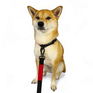 Zenko Jiu Jitsu Dog Collar - Ranked BJJ Jiu-jitsu Belt Pet Collars ...