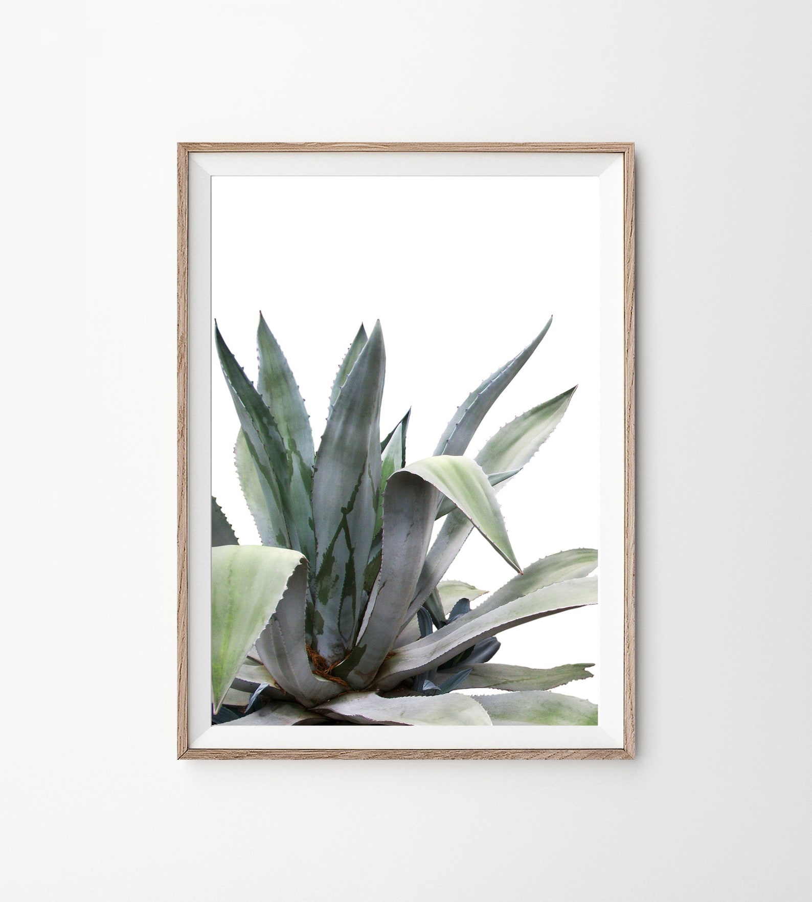 Aloe Plant Prints, Aloe Print, Succulent Print, Aloe Vera Poster ...