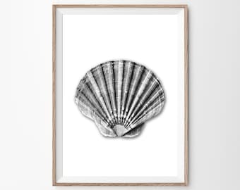 Sea Shell Prints - Etsy