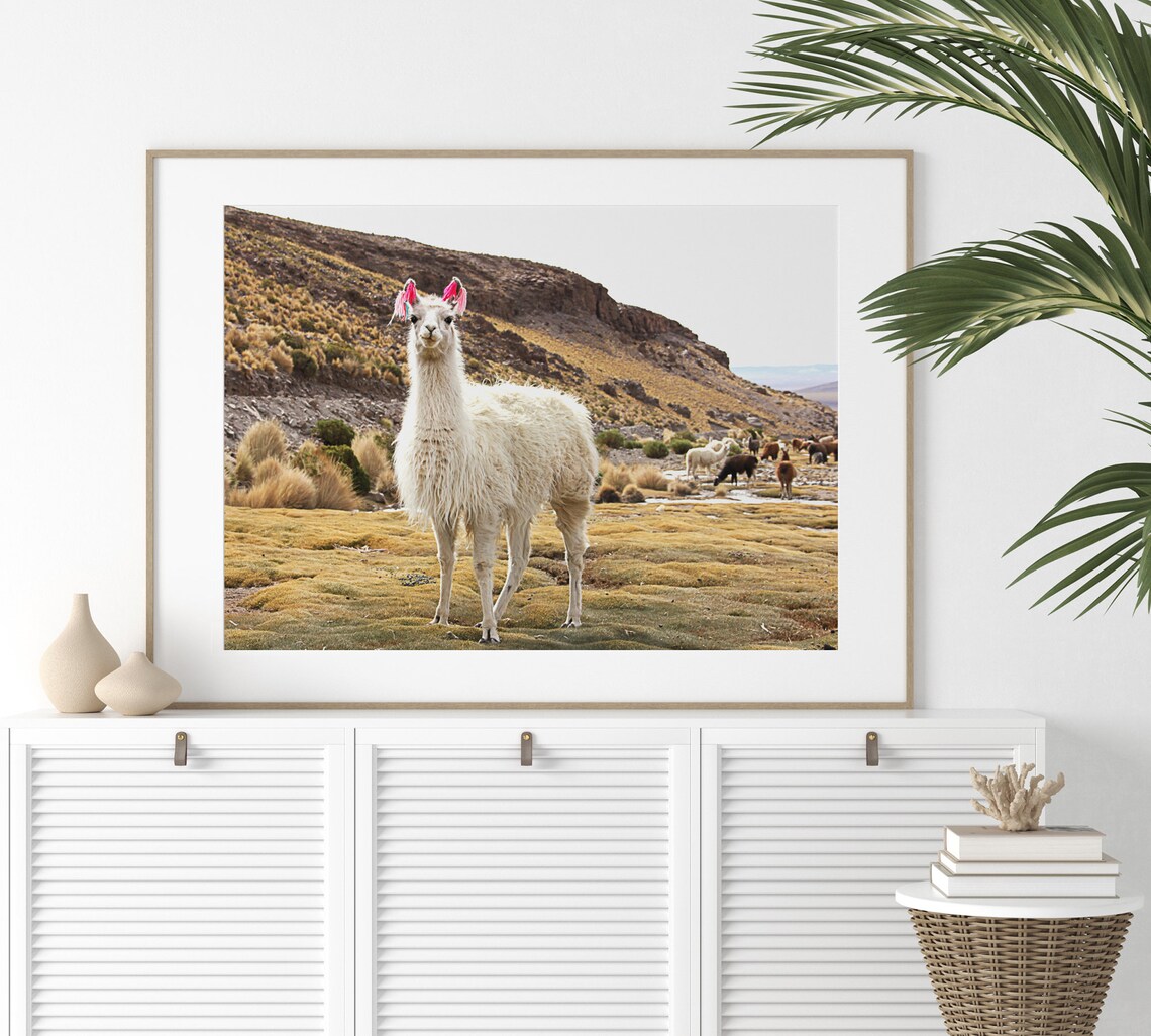 Llama Print, Alpaca Print, Printable, Animal Photo, Animal Poster, Boho ...