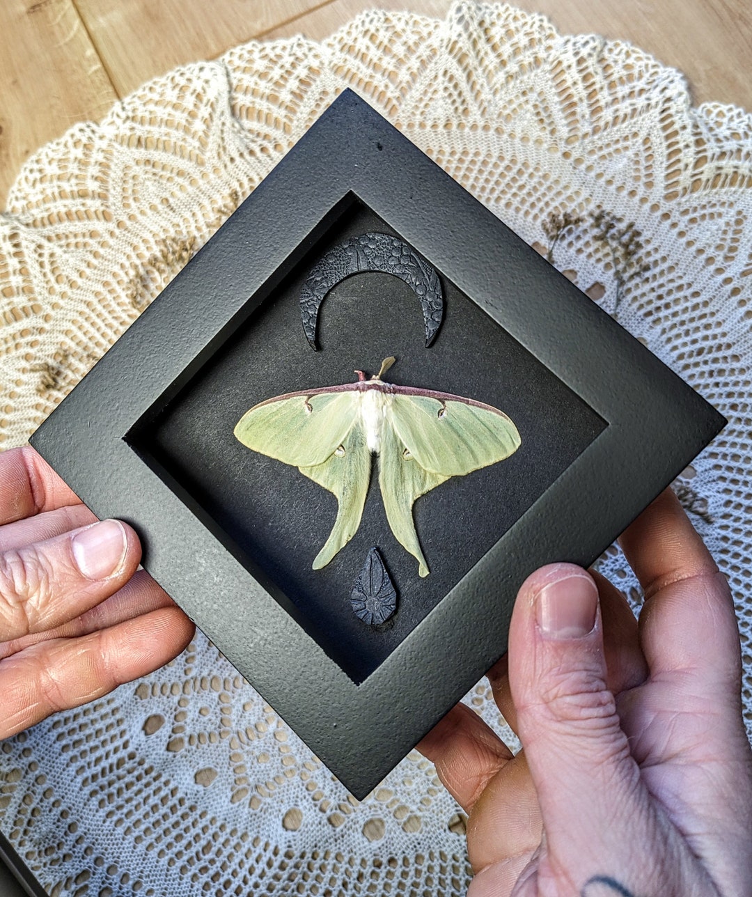 Luna Moth Shadow Box Moon Entomology Taxidermy Alternative Home Decor ...