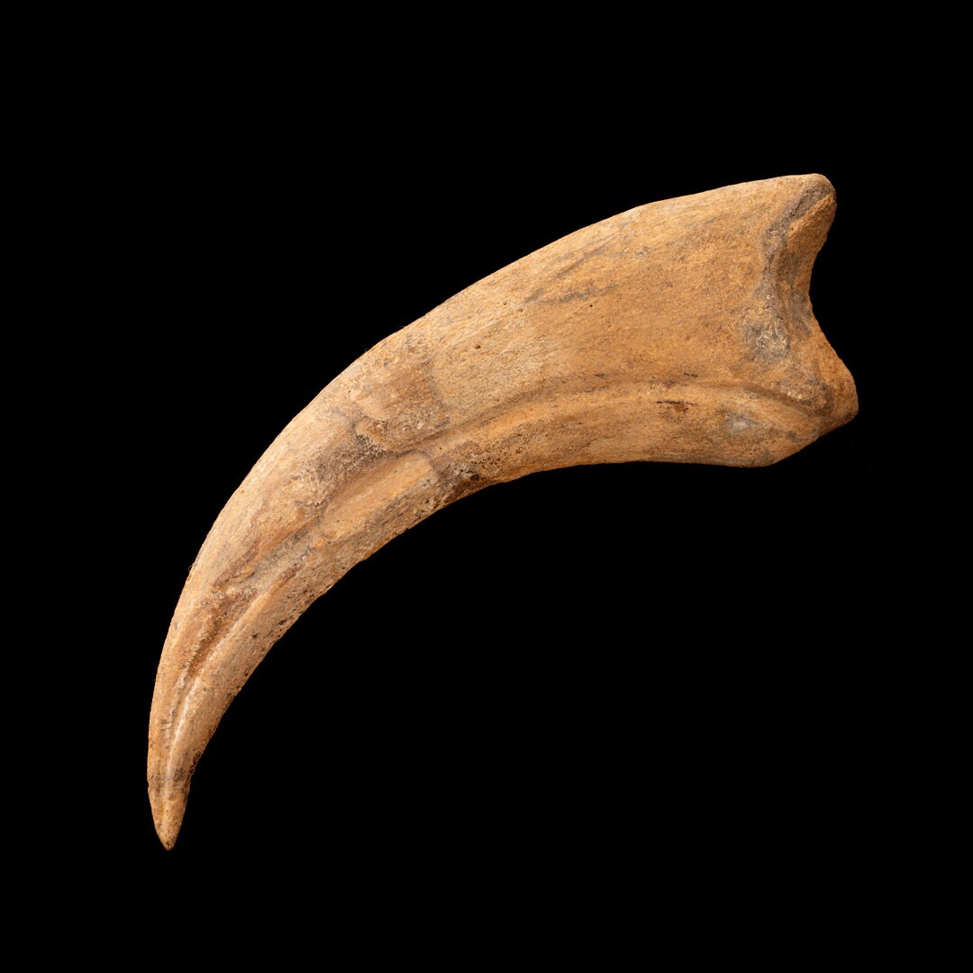 Spinosaurus Hand Claw // 6-1/4 Long - Etsy