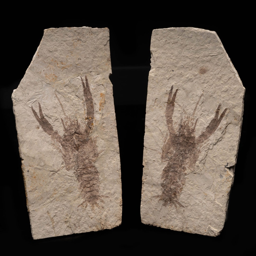 Set of Crawfish Fossils - Etsy