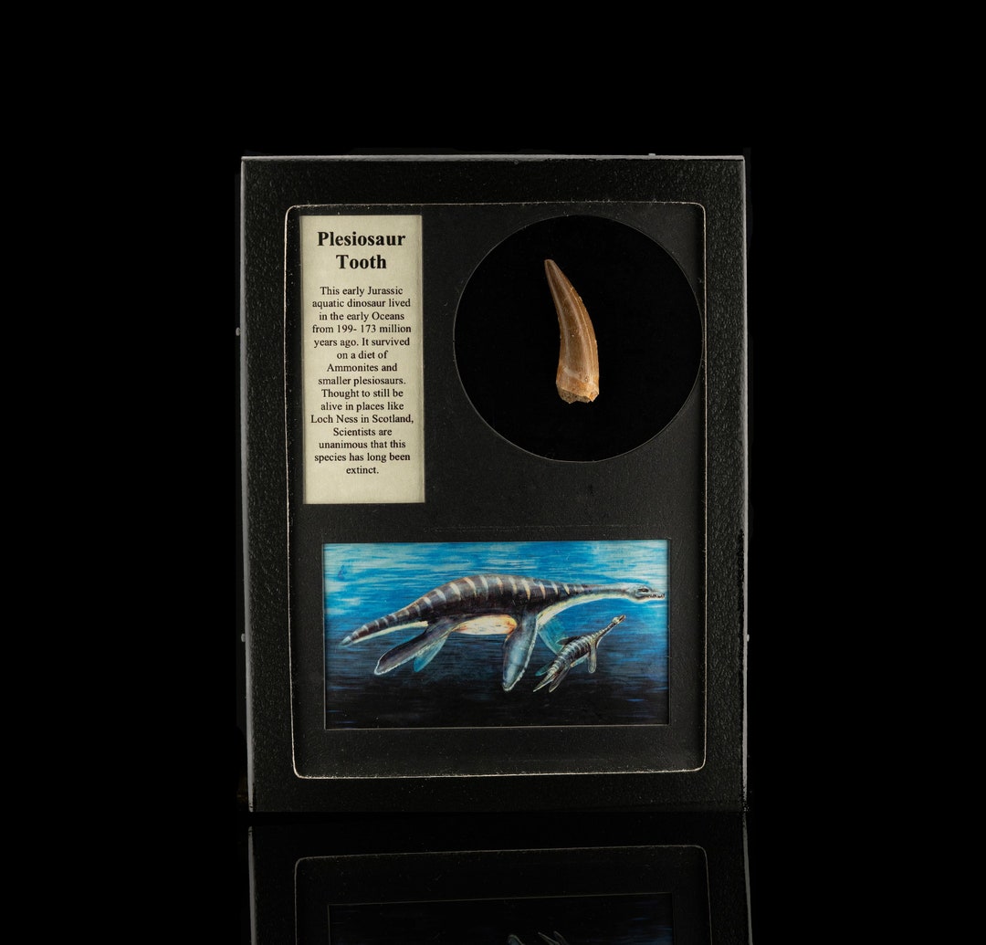 Plesiosaur Tooth Fossil in Collector's Box - Etsy