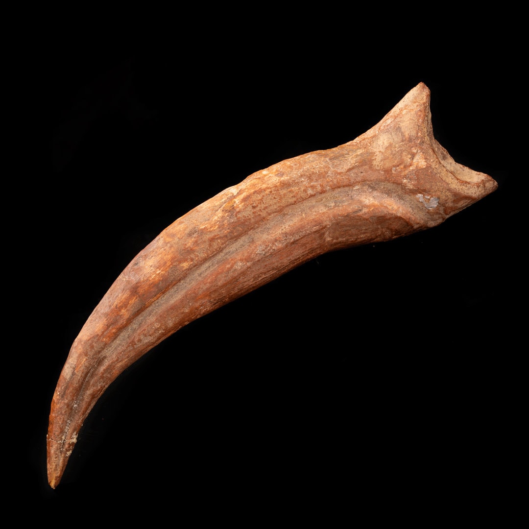 Spinosaurus Hand Claw // 6-1/2 Long - Etsy