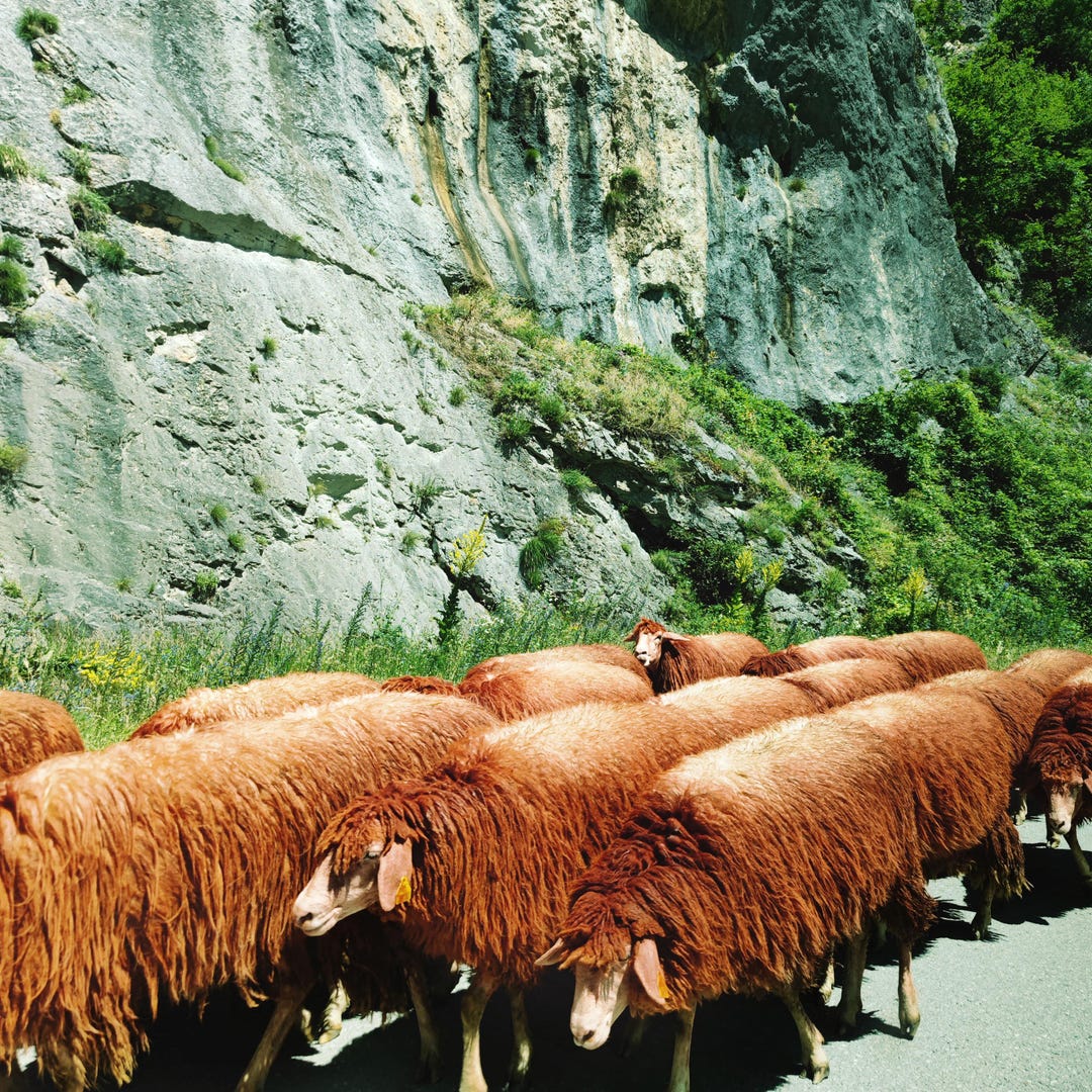 Sheep Print, Orange Sheep, Red Sheep, Kosovo Print, Rugova, Peja ...