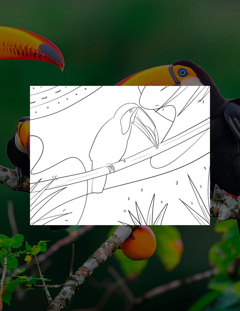 Printable Coloring Sheet - Toucan - Digital Download - 8.5x11 Art by ...