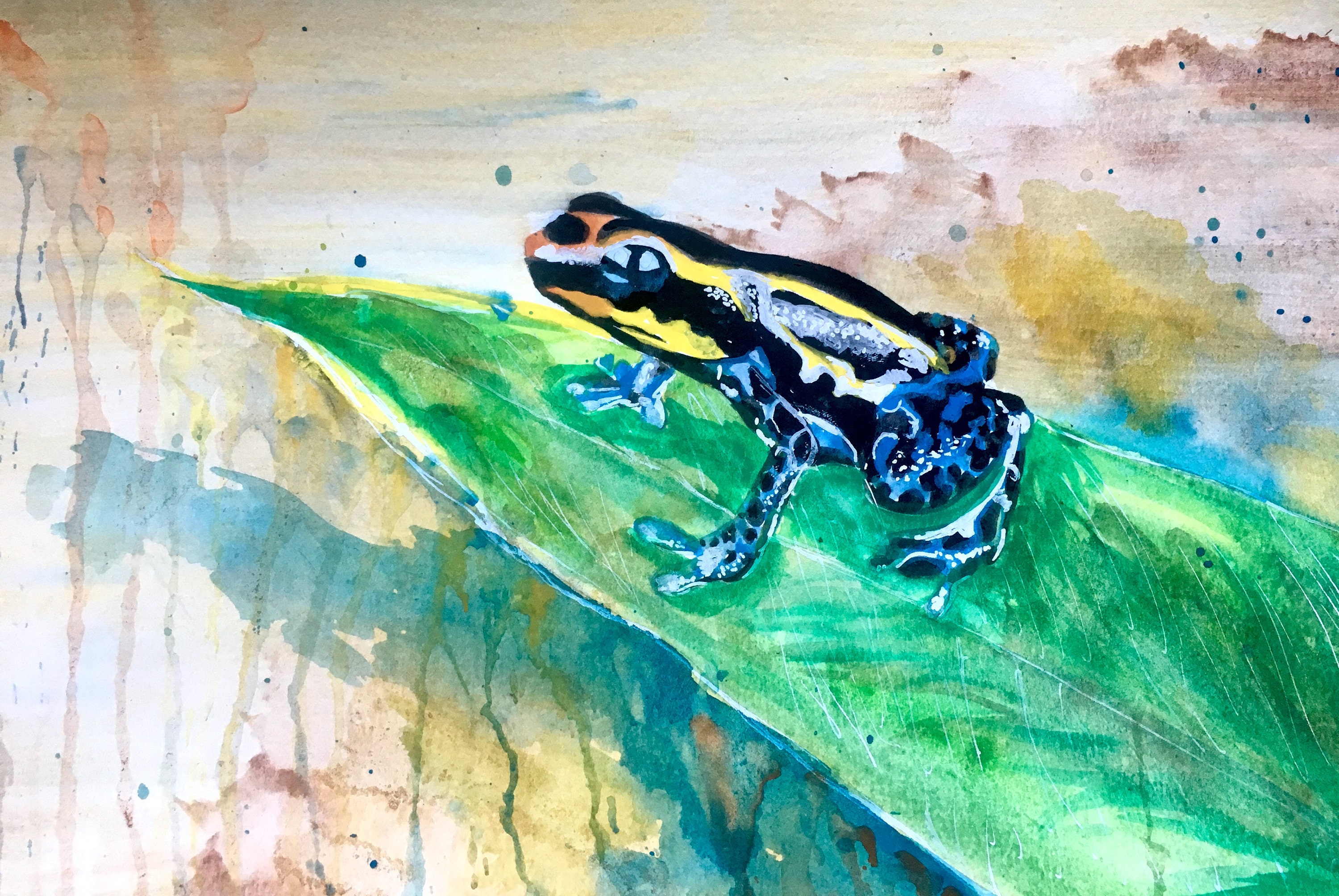 Poisonous Tree Frog Drawings
