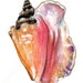 Beach Art Watercolor Queen Conch Shell Art Print by Bethany - Etsy