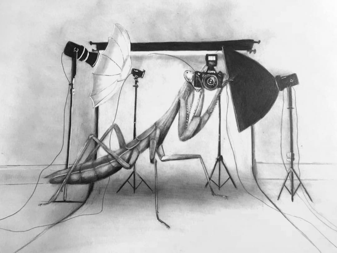 Pencil Drawing Art Print "praying Mantis Photographer" by Bethany - Etsy