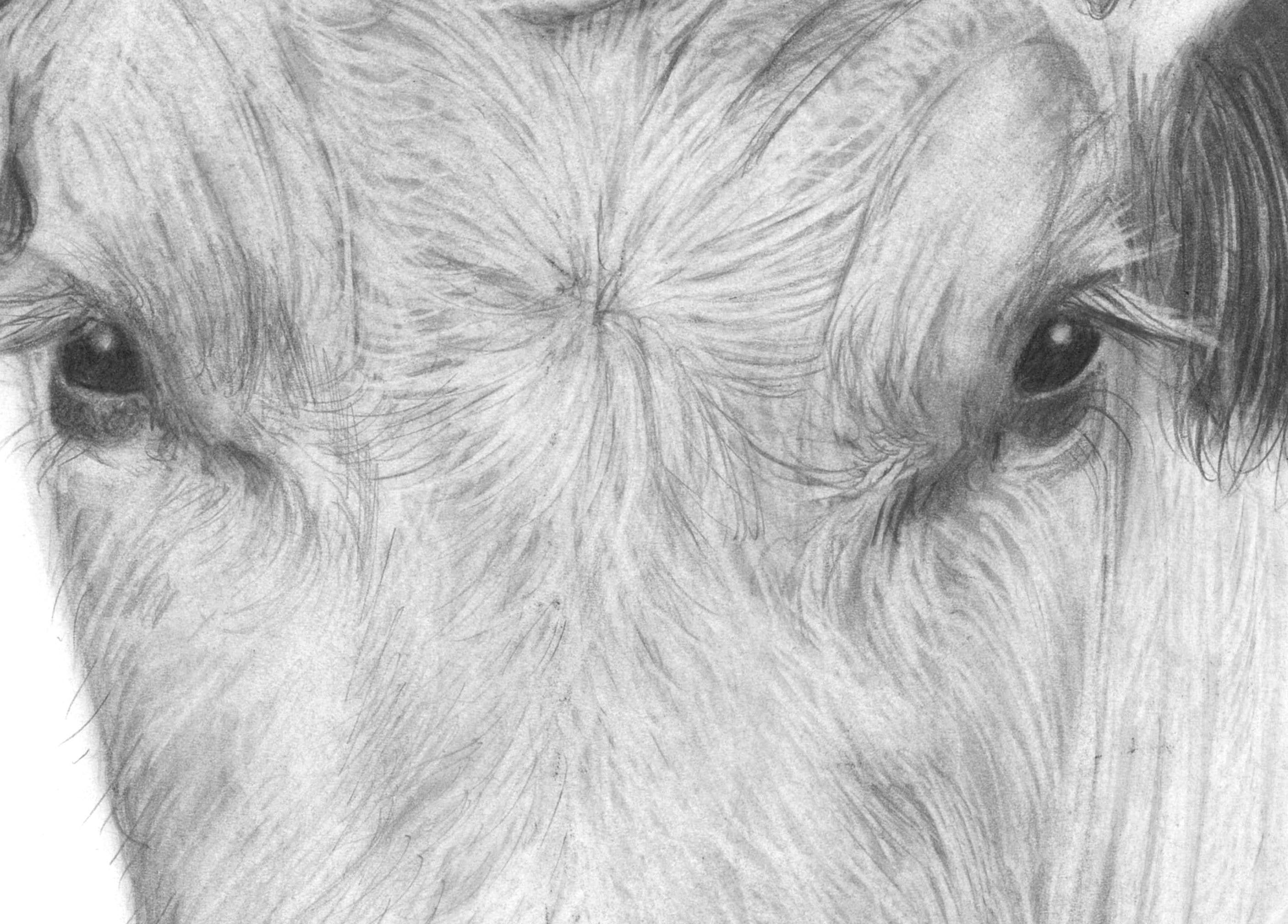 Detailed Cow Drawing Digital Download Art by Bethany - Etsy