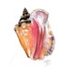Beach Art Watercolor Queen Conch Shell Art Print by Bethany - Etsy
