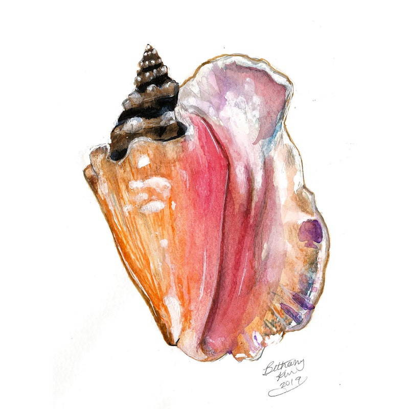 Conch Shell Art - Etsy