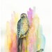 Watercolor Hawk Digital Dowload Art by Bethany Kerr - Etsy