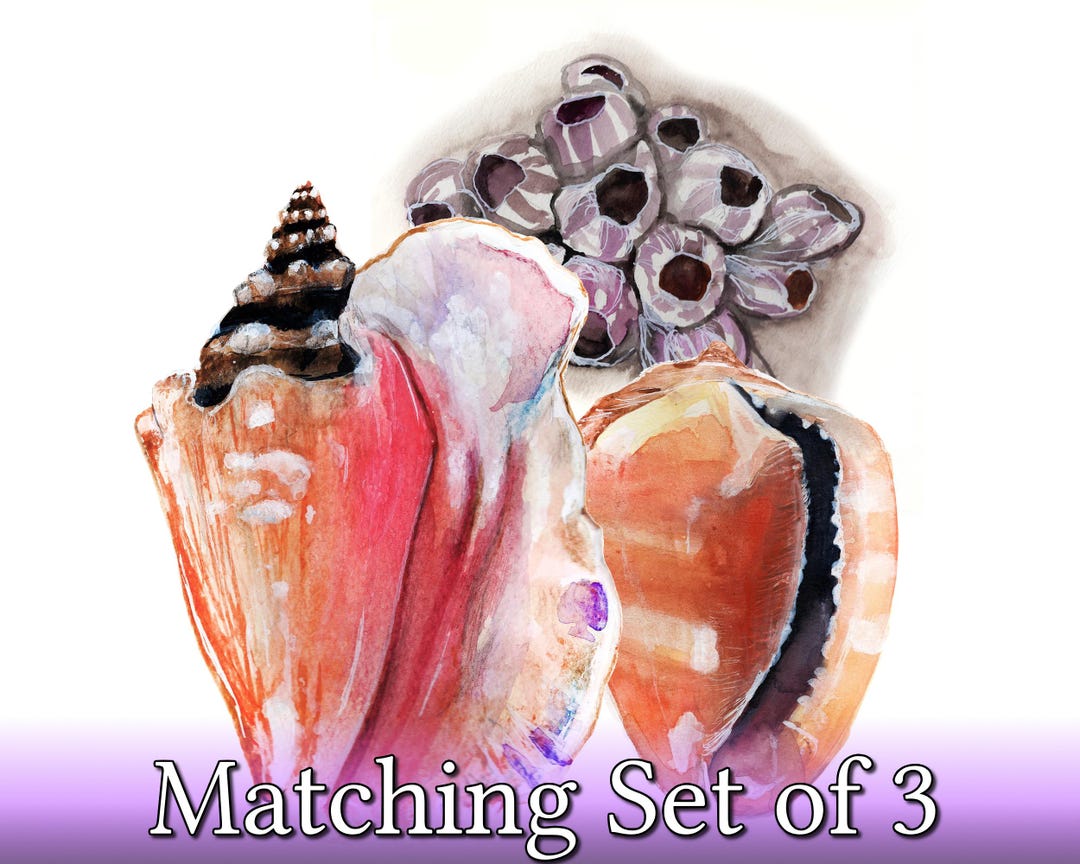 Watercolor Set "queen Conch, Barnacles, Helmet" - Coastal and Beach ...