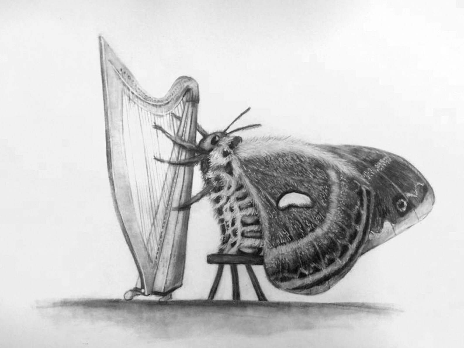 Pencil Drawing of moth Playing the Harp by Bethany Kerr - Etsy