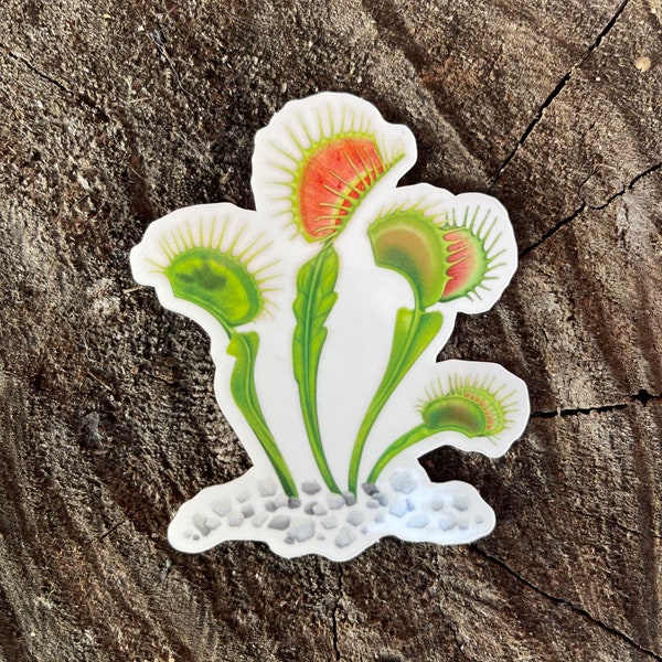 Venus Fly Trap - Etsy