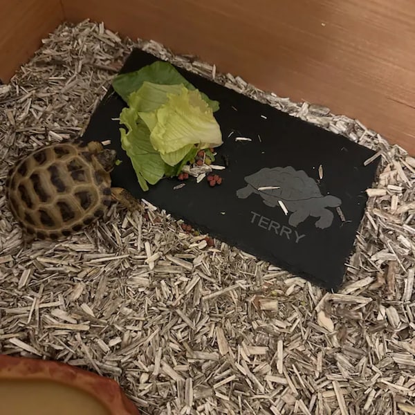 Tortoise Gifts - 60+ Gift Ideas for 2026