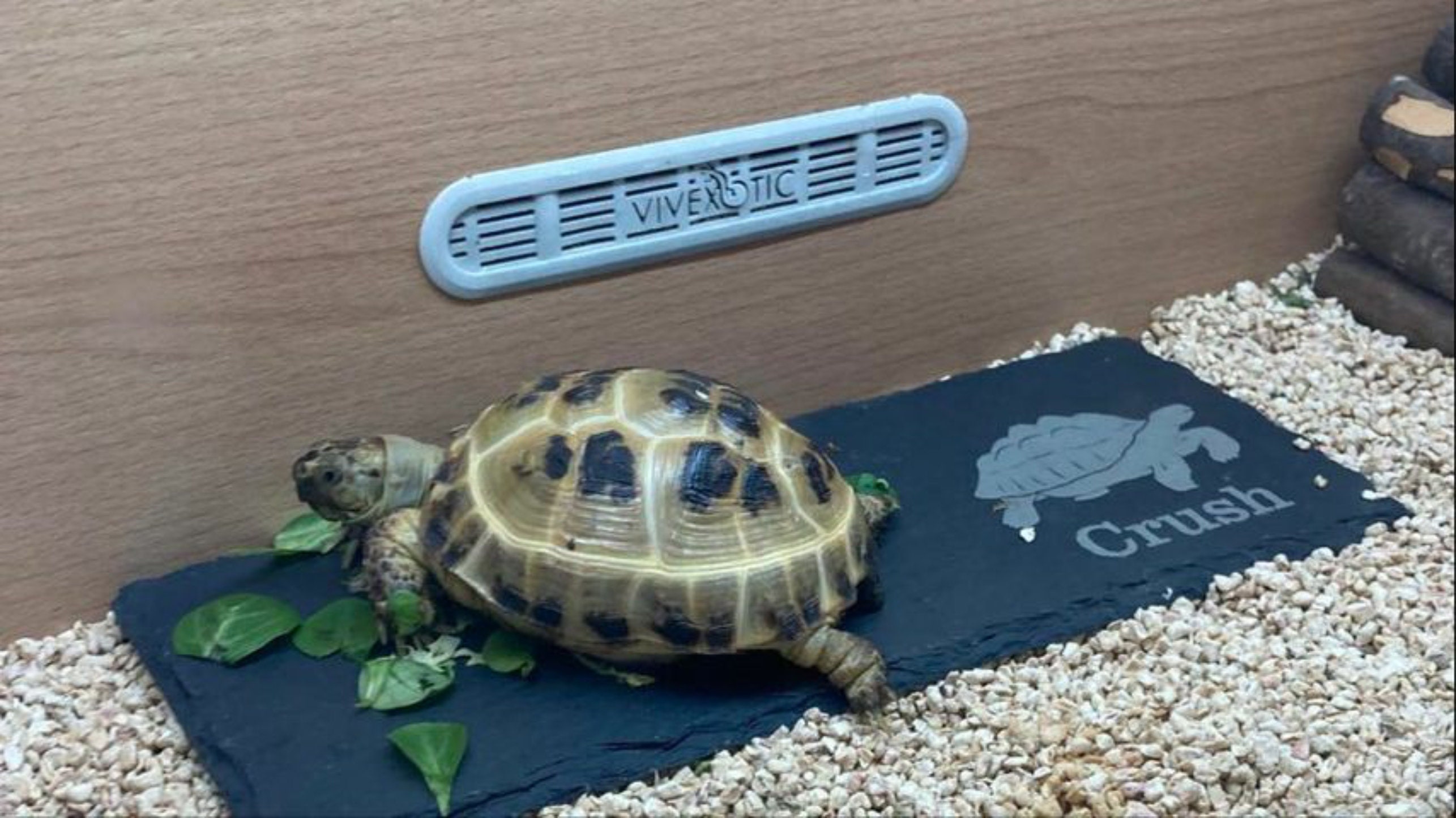 Laser Engraved Tortoise Personalised feeding slate | Etsy