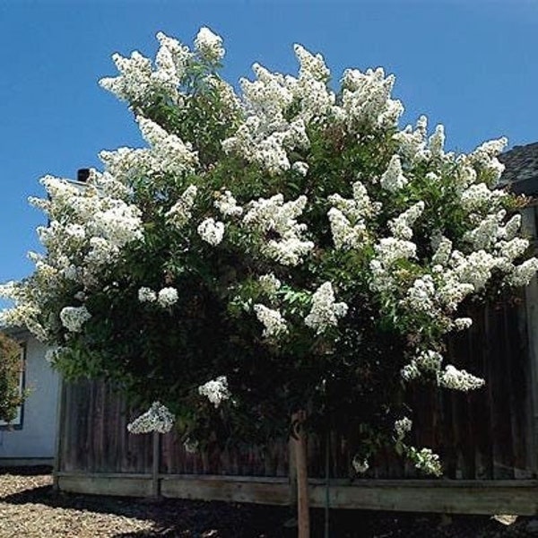 Dwarf Crape Myrtle - Etsy