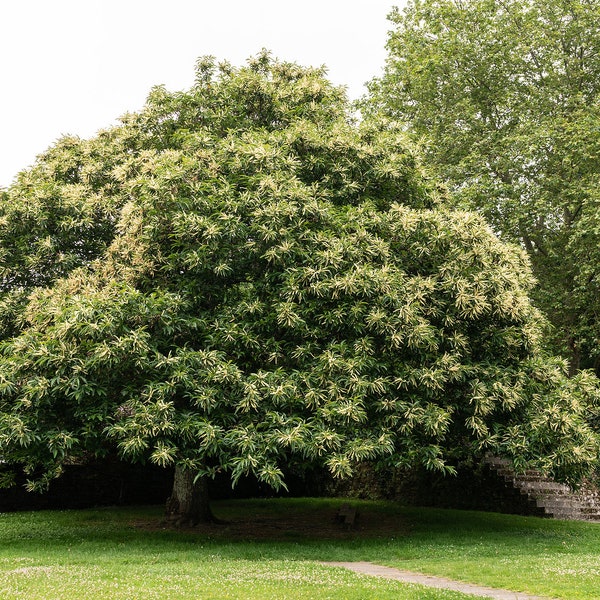 Chinese Chestnut Tree - Etsy