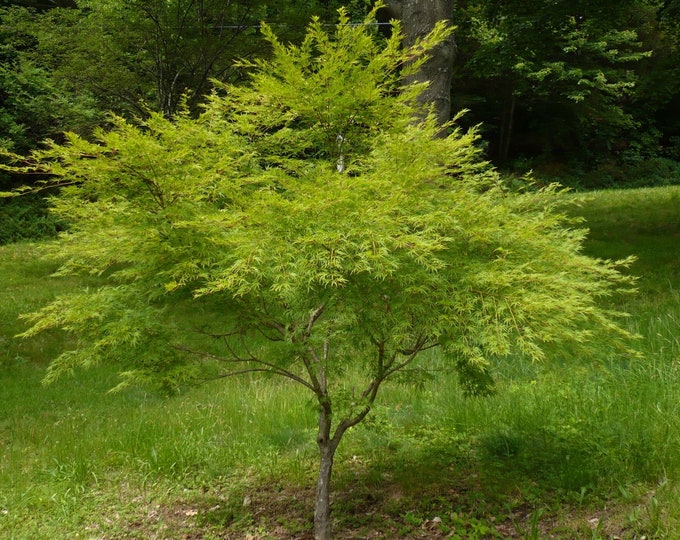 5 Green Leaf Japanese Maple Tree. 5 Live Organic Cuttings - Etsy