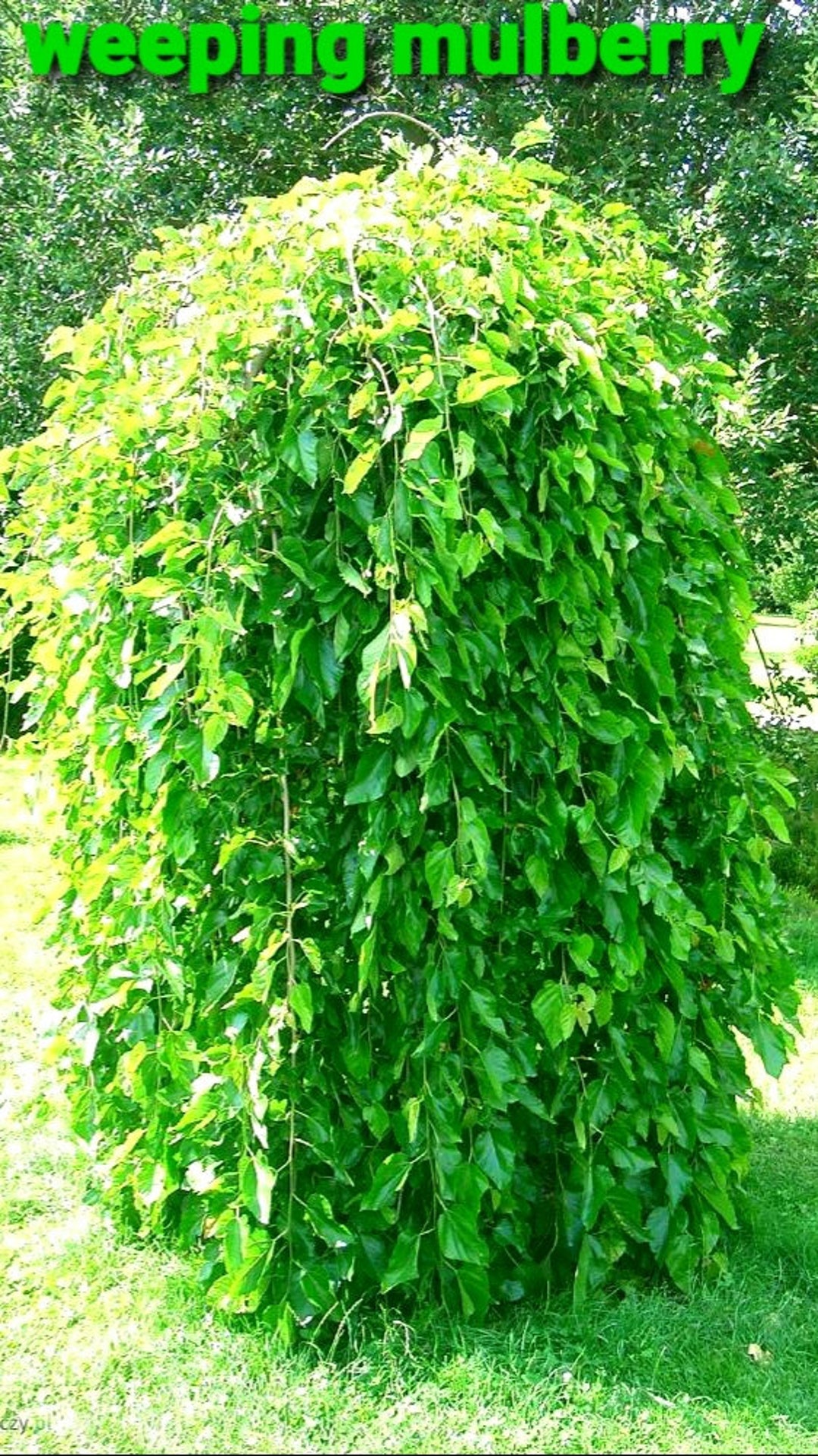 Weeping Mulberry Tree