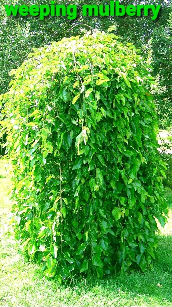 Weeping Mulberry