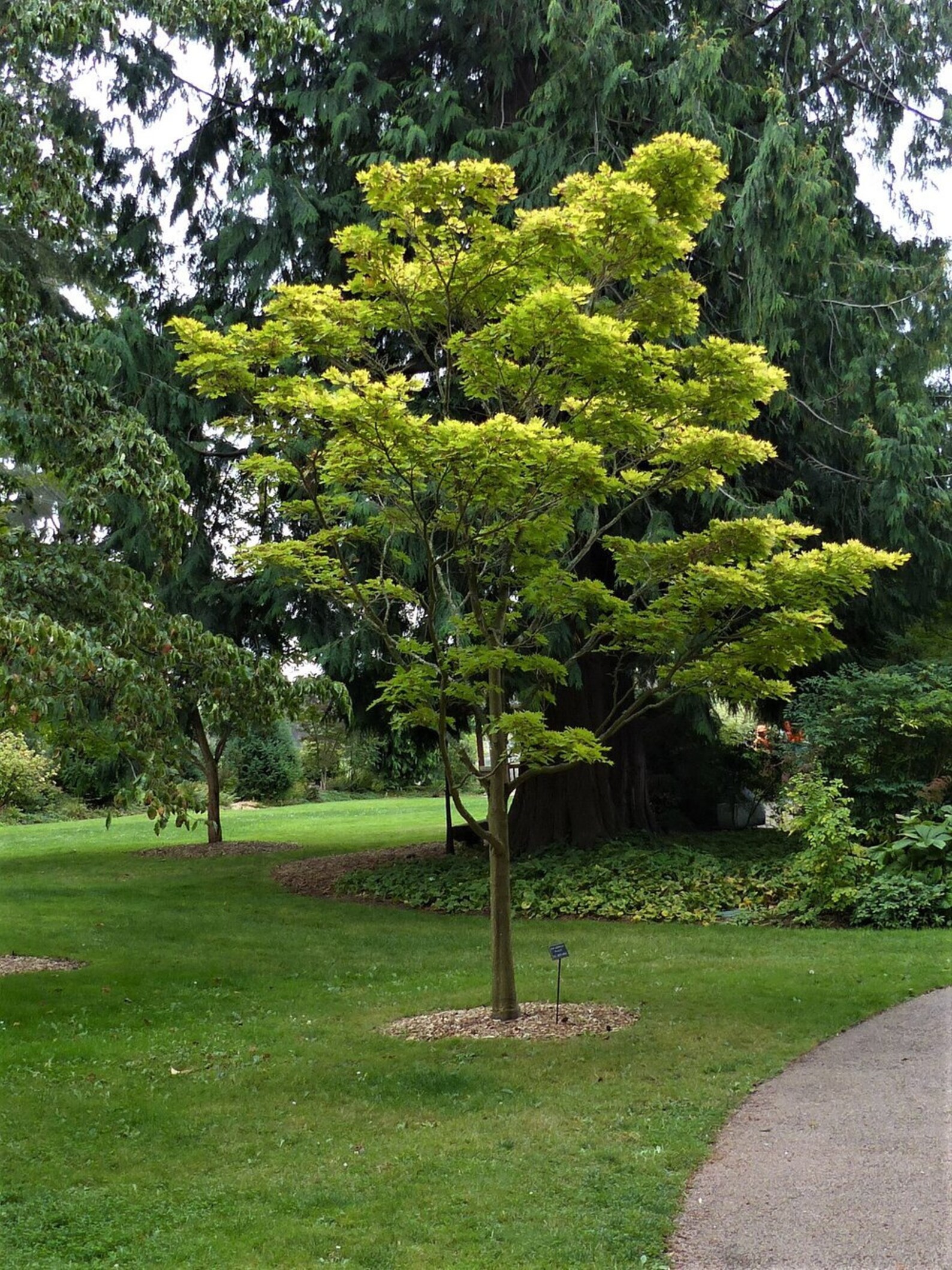 5 Green Leaf Japanese Maple Tree. 5 Live Organic Cuttings - Etsy