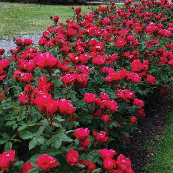 Rose Bush - Etsy