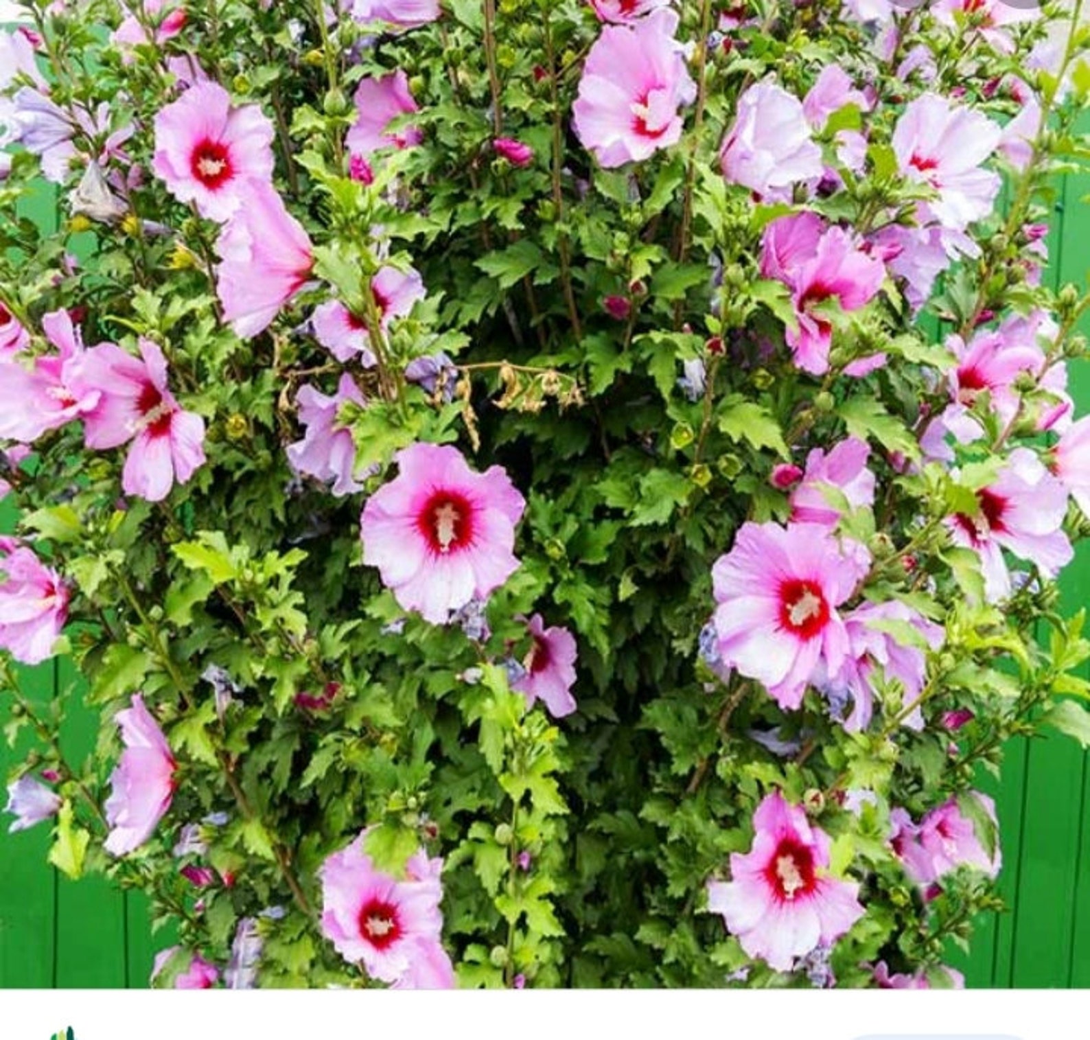 20 Fresh pink rose of sharon cuttings Grow your own trees | Etsy