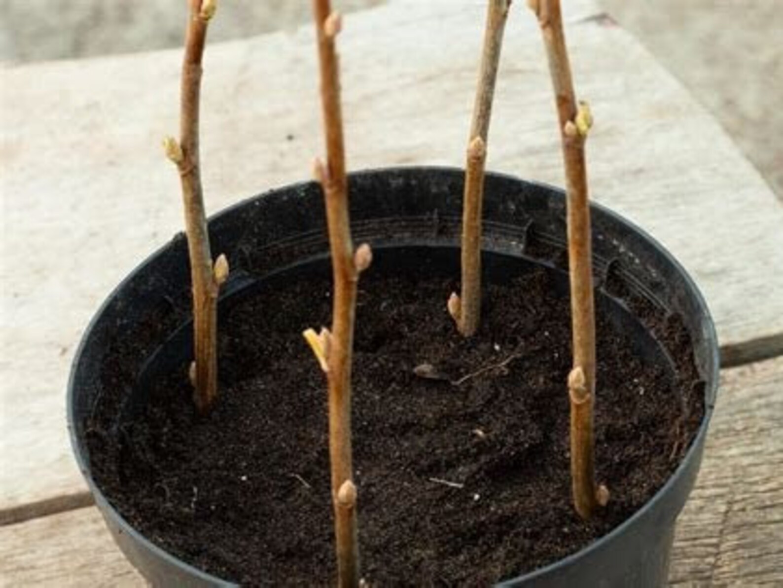 5 Green Leaf Japanese Maple Tree. 5 Live Organic Cuttings - Etsy