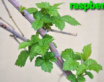 Raspberry Plant Cuttings - Etsy