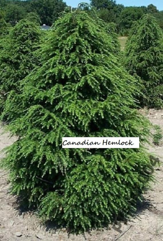 Canadian Hemlock Tree
