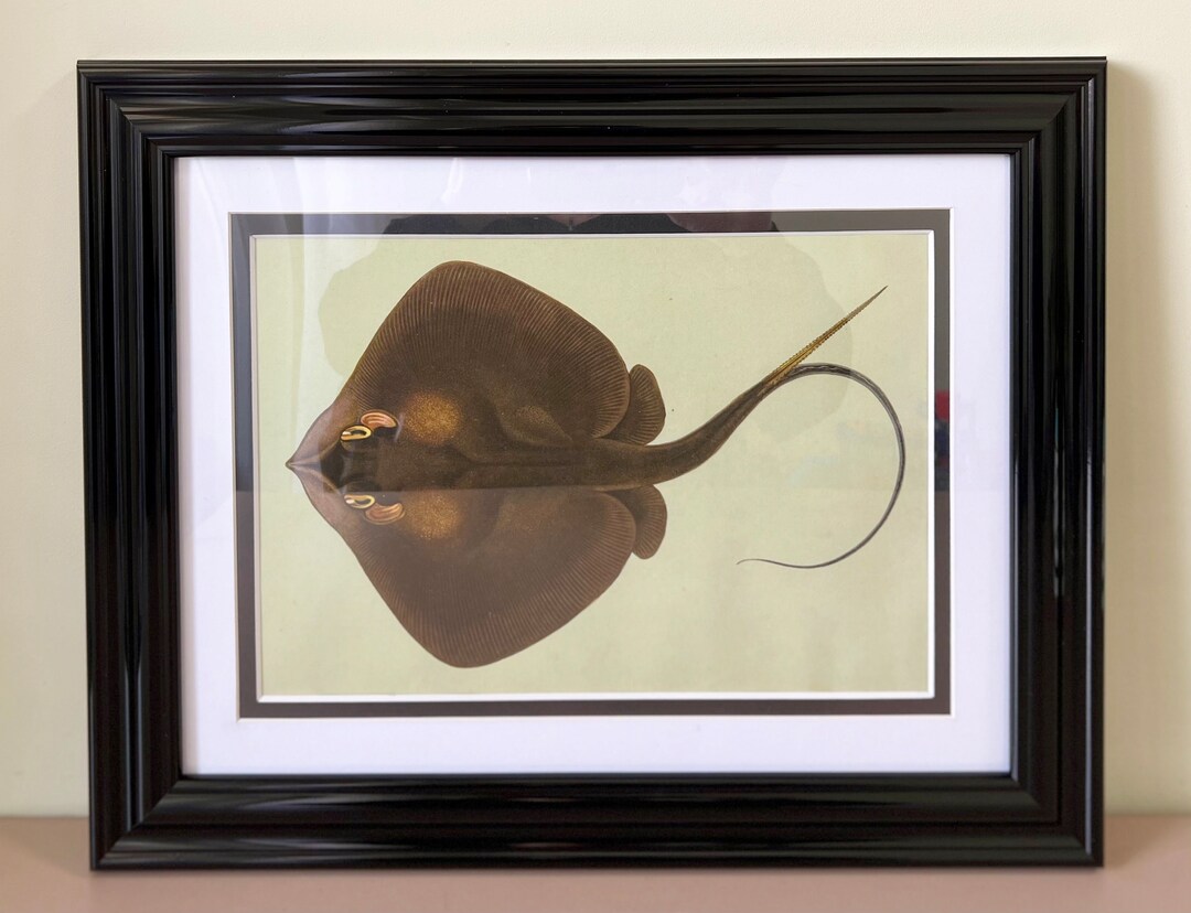 Rare 1949 Soviet Chromolithograph Framed Fish Print - Common Stingray ...
