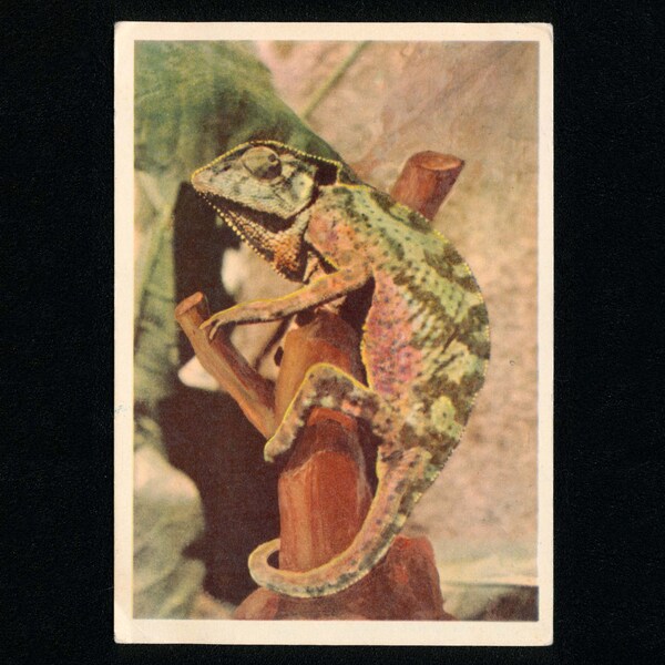 Russian Postcards - Etsy