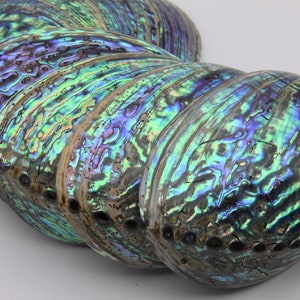 New!5~6 Inch Large Natural Abalone Shell Decor,shell House Decor,art ...