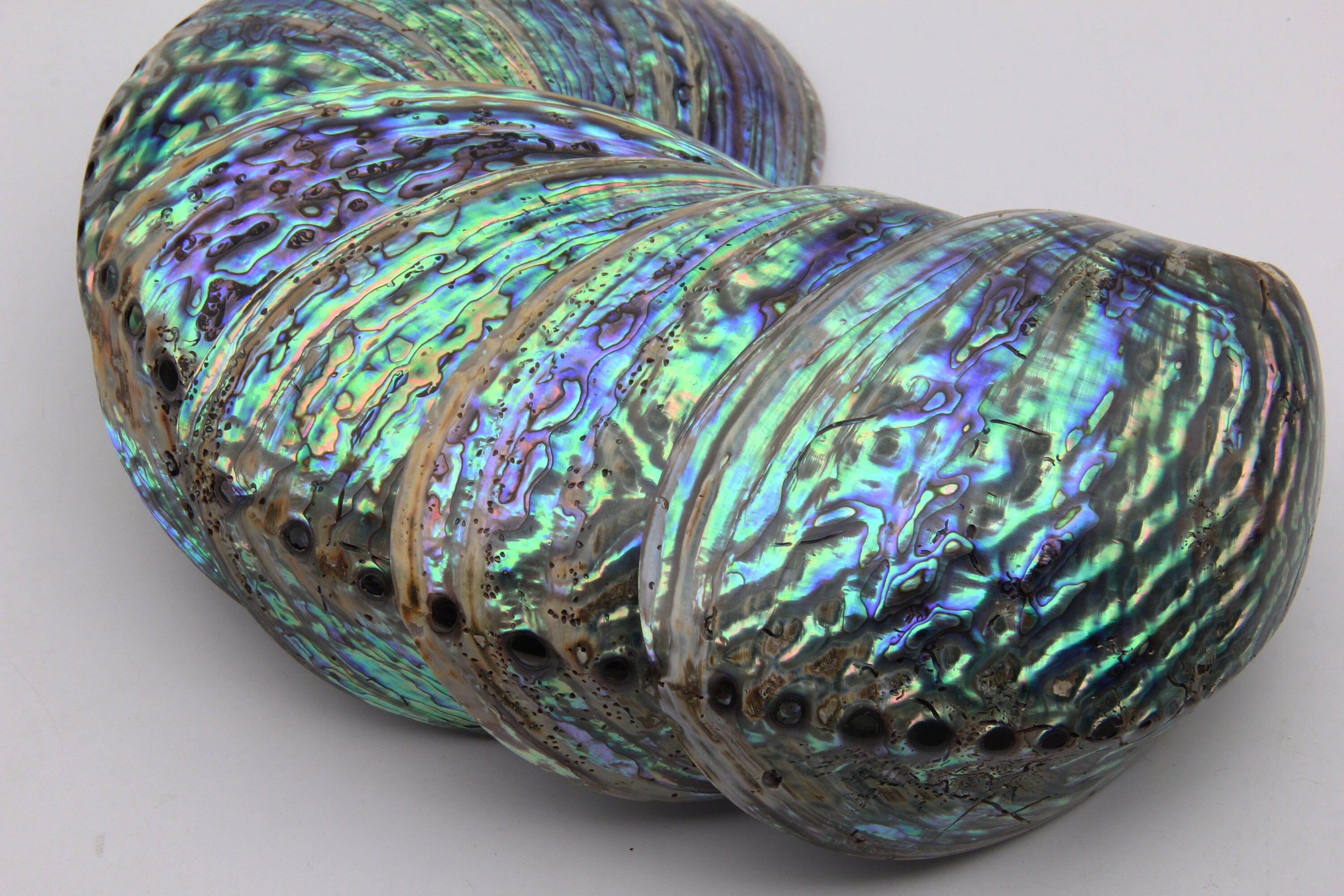 New56 Inch Large Natural Abalone Shell Decorshell House | Etsy