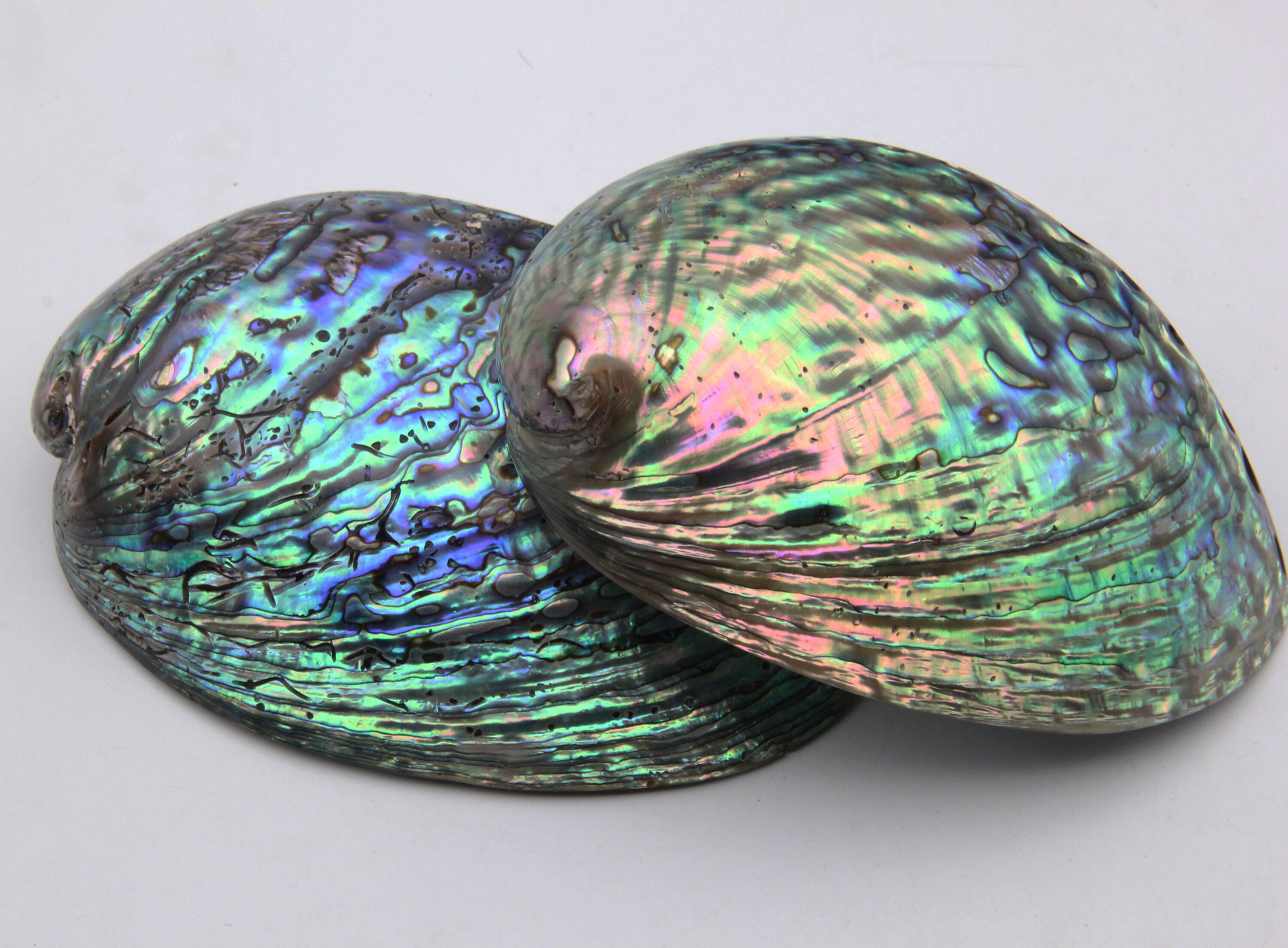 New!5~6 Inch Large Natural Abalone Shell Decor,shell House Decor,art ...